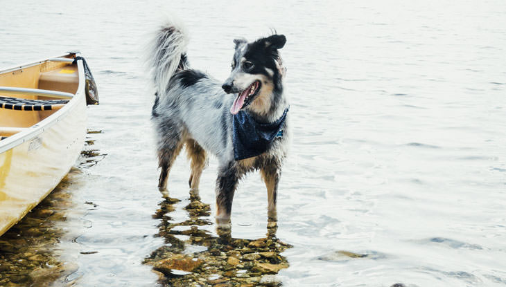 Can You Take Dogs To Toronto Island
