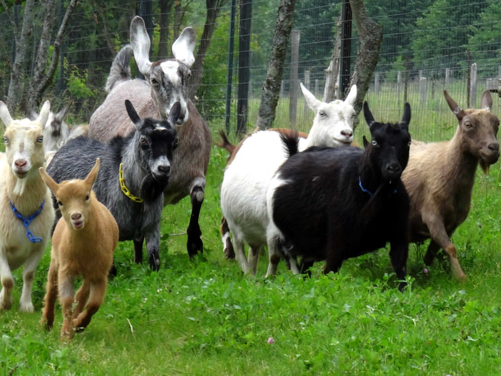 Haute Goat | Destination Ontario